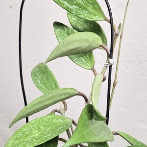 Large Sp. Rangsan, Hoya Latifolia Rangsan Has a Lot of Splash Fully ...