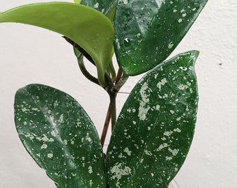 Large Hoya Dalton Henry Splashy Fully Rooted Large Plant in 3.5 Pot ...