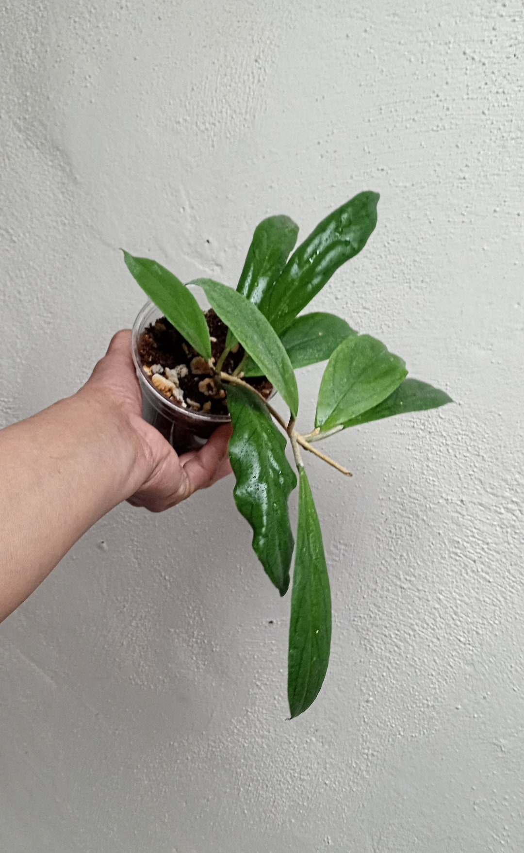 Large Hoya Ranauensis Fully Rooted Plant Actively Growing, Sunnyjenni ...