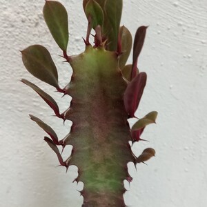 Euphorbia Trigona Rubra Royal Red, Royal Red African Milk Tree, red ...