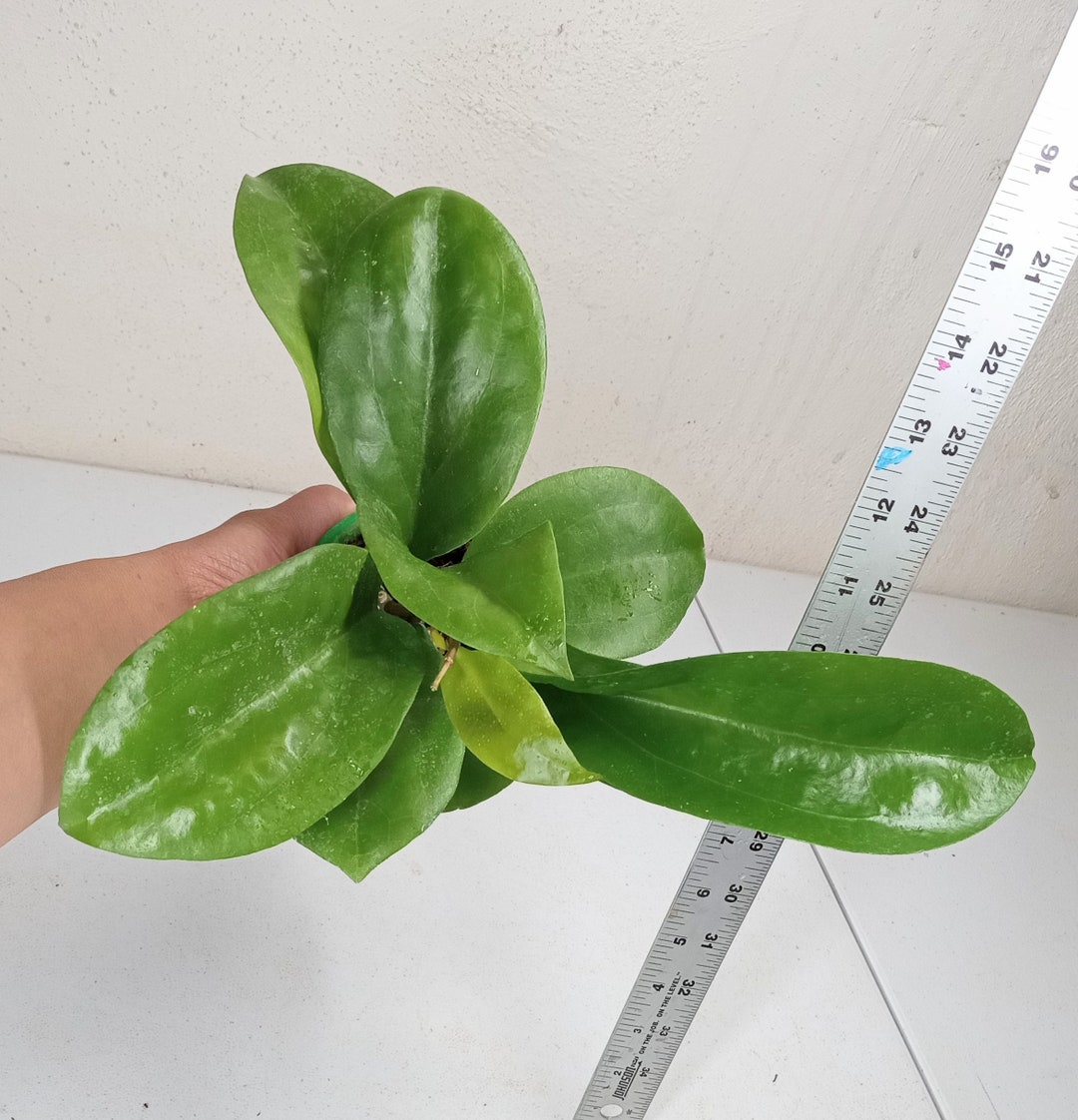 Large Hoya Surigaoensis Fully Rooted Established Huge Plant in Pot ...
