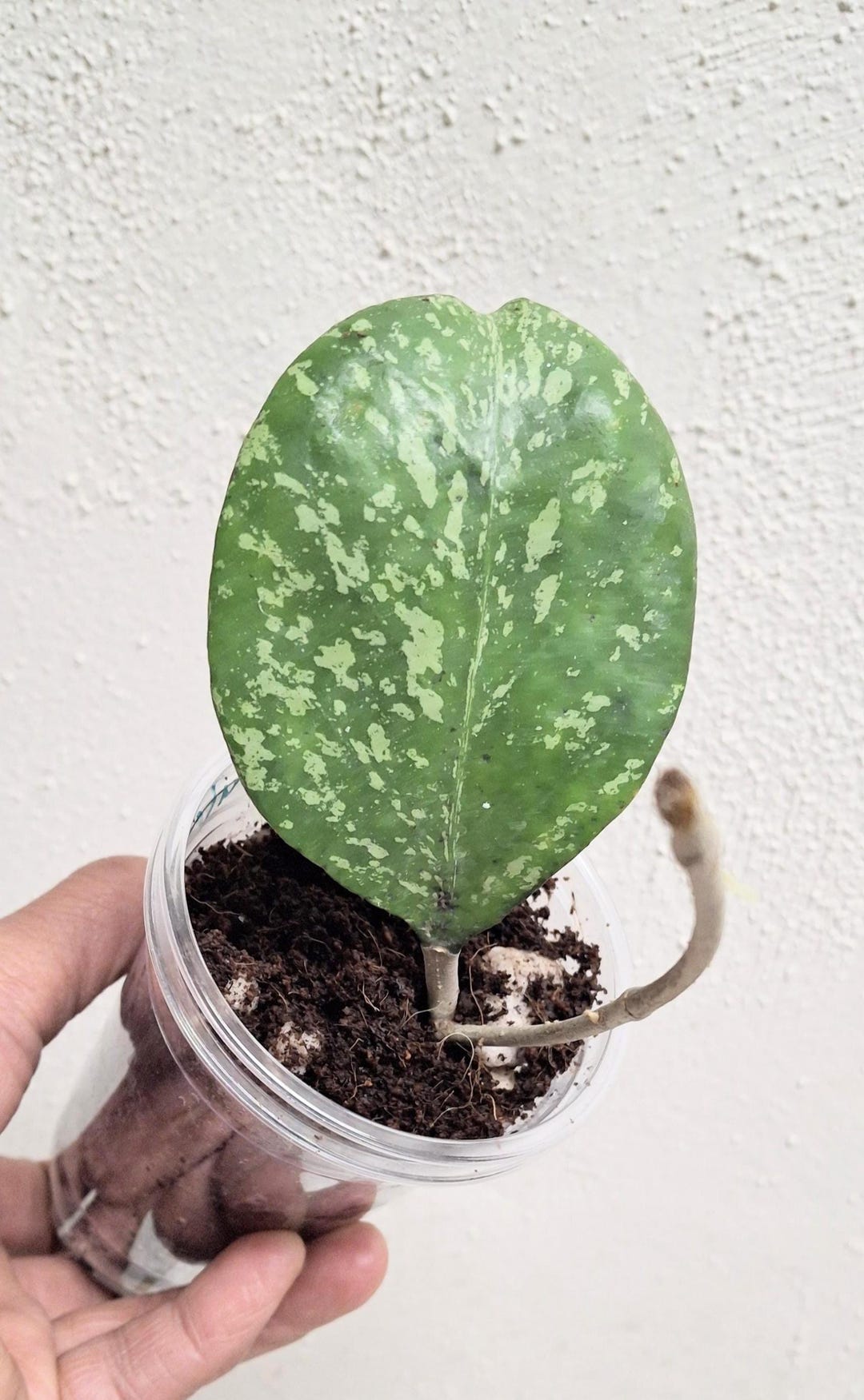 Hoya 'michele' (MB1255) High Splash Almost Silver Fully Rooted Plant ...