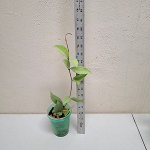 Ghost Hoya Pubicalyx Pink Silver Ghost Stable Full Silver Splash, Rare ...