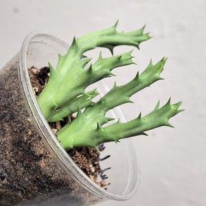 Orbea Semota Var. Lutea Rare Unusual Life Saver Plant Asclepiadaceae ...