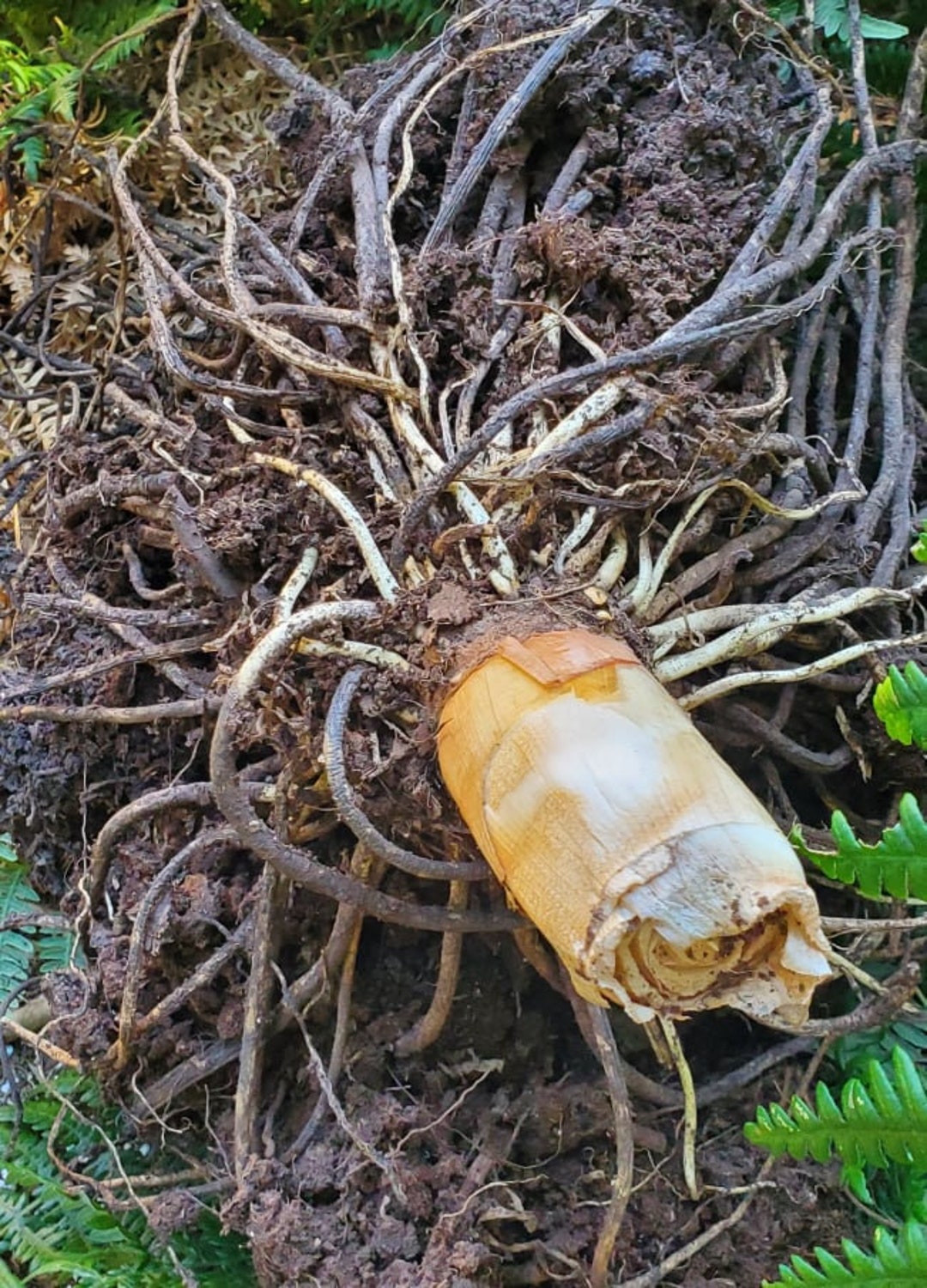 Western Skunk Cabbage Root - Organic Wildcrafted Lysichiton Americanus ...