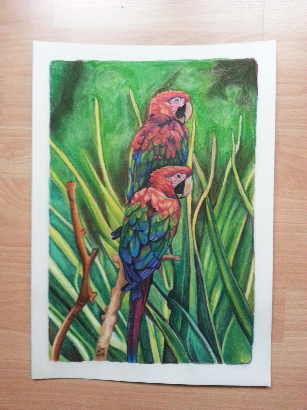 Art Print A4, parrots - Etsy