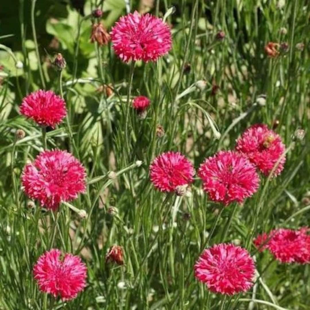 Tall Red Cornflower 200+ Bachelor Button Seeds Flower USA Annual - Etsy