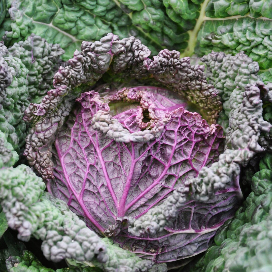 Purple Savoy Cabbage Seeds 300+ Vegetable Garden Heirloom NON-GMO USA ...