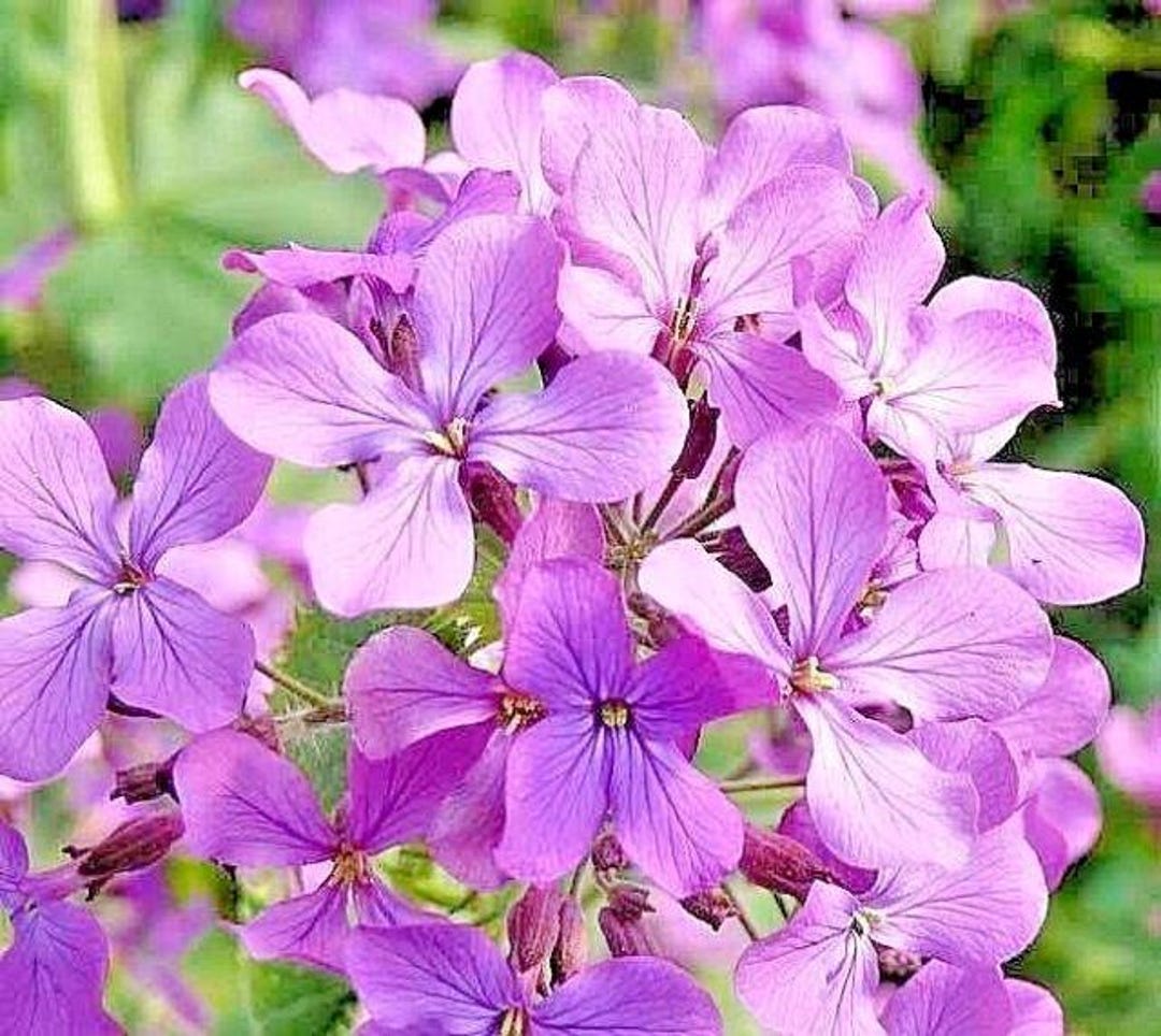 Evening Scented Stock Seeds 1000+ Flower Mathhiola Longipetala USA - Etsy