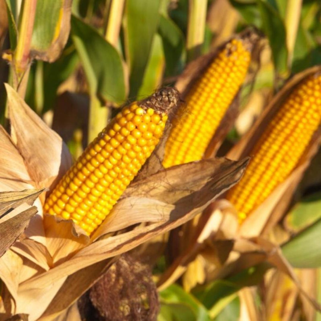 Trucker's Favorite Yellow Corn Seeds 25 Ct Vegetable Garden Heirloom ...