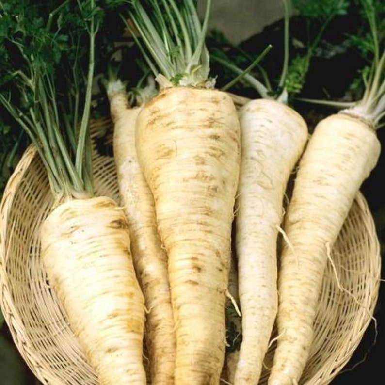 Parsley Hamburg Rooted Seeds 500+ Herb Heirloom NON-GMO USA - Etsy