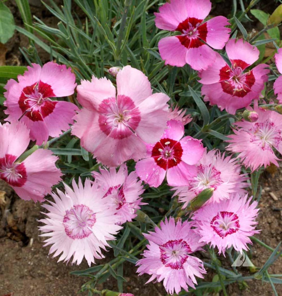 Cottage Pinks Dianthus Seeds 100+ Flower Dianthus Plumarius Perennial ...