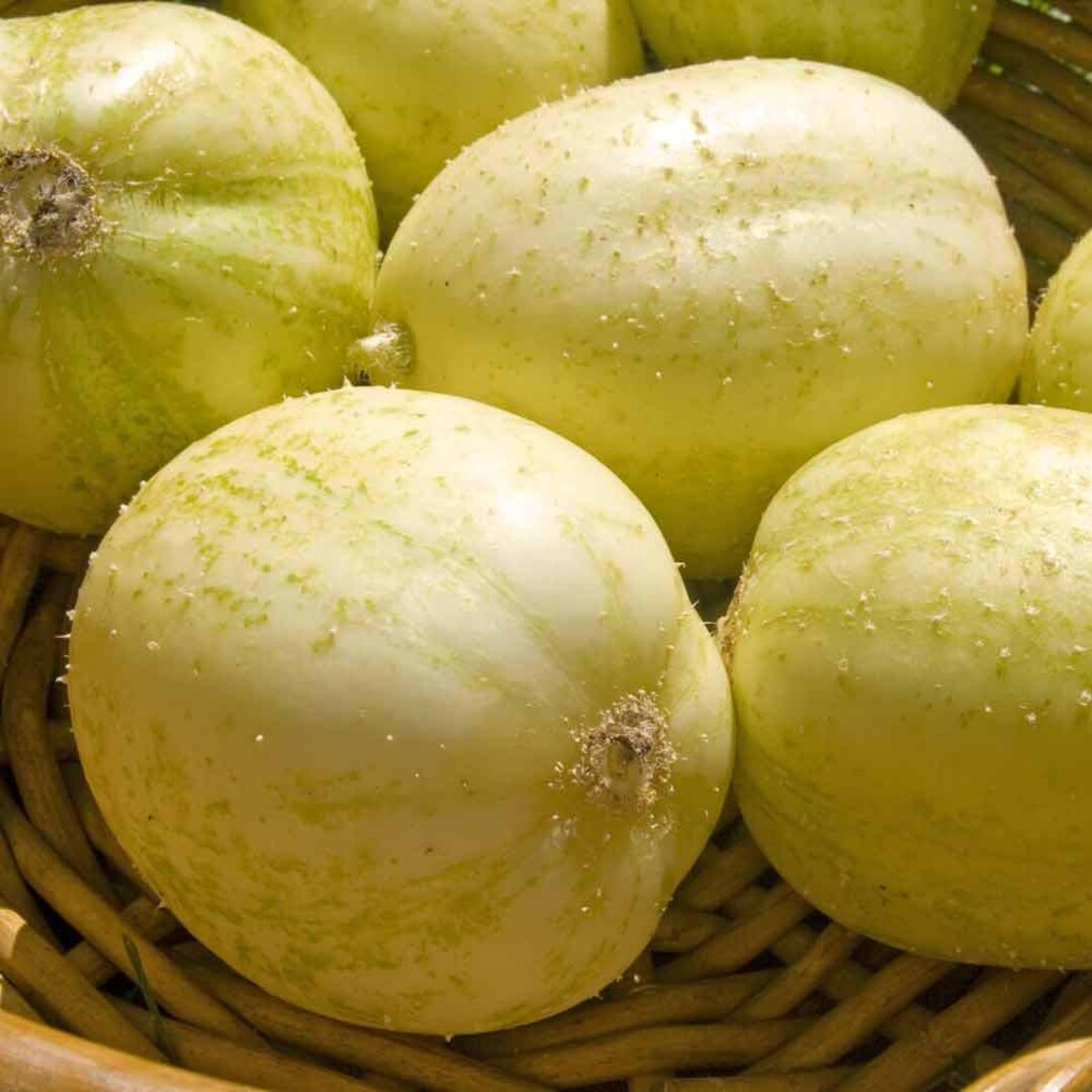 Crystal Apple Cucumber Seeds 20+ Vegetable Garden Heirloom NON-GMO - Etsy
