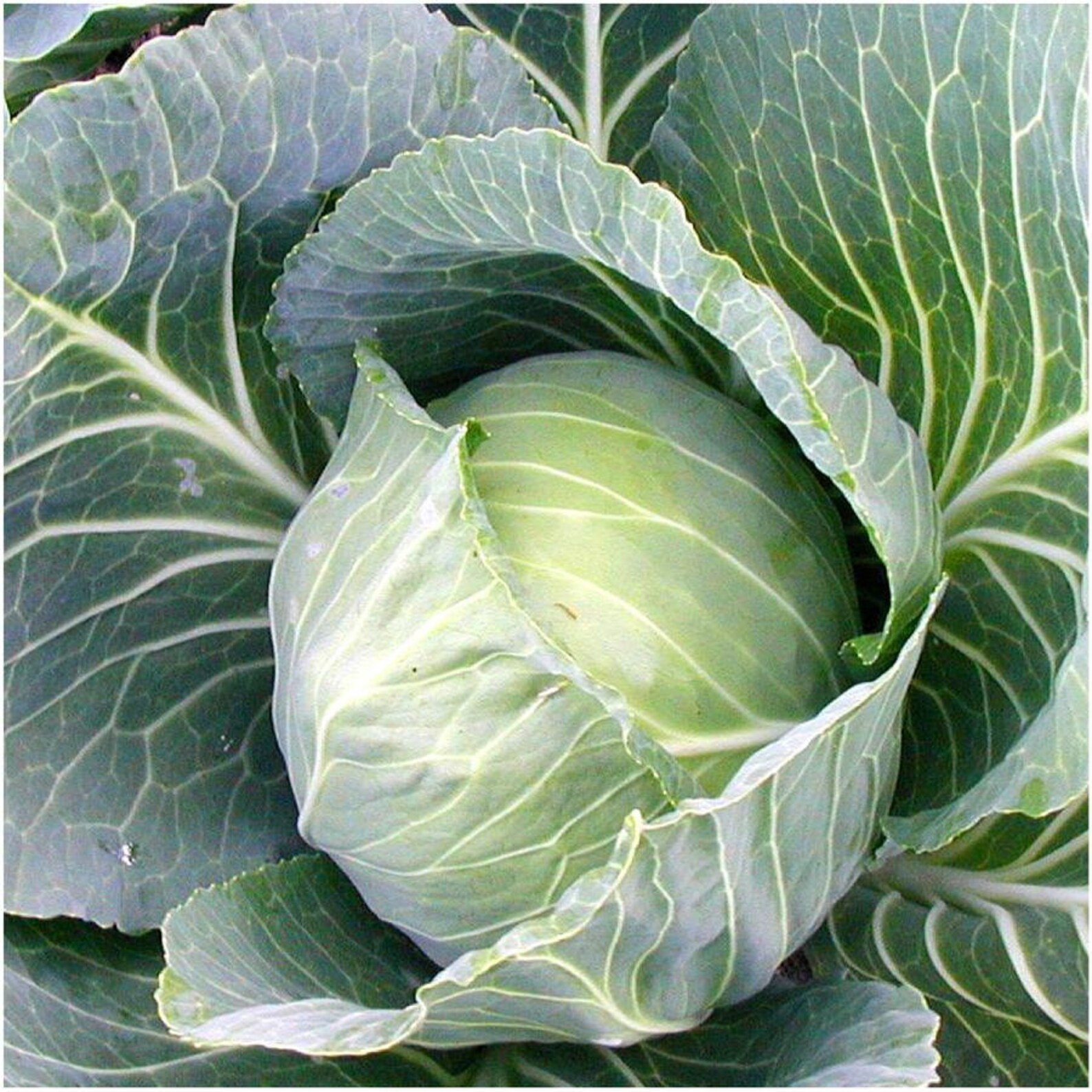 Golden Acre Cabbage Seeds 300+ Vegetable Garden Heirloom NON-GMO - Etsy