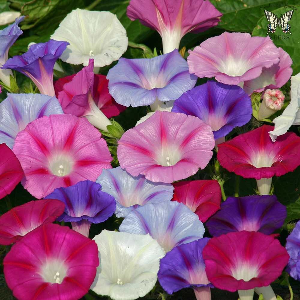Morning Glory Mixed Ipomoea Seeds 30+ Tall Flower Climbing Vines Garden ...