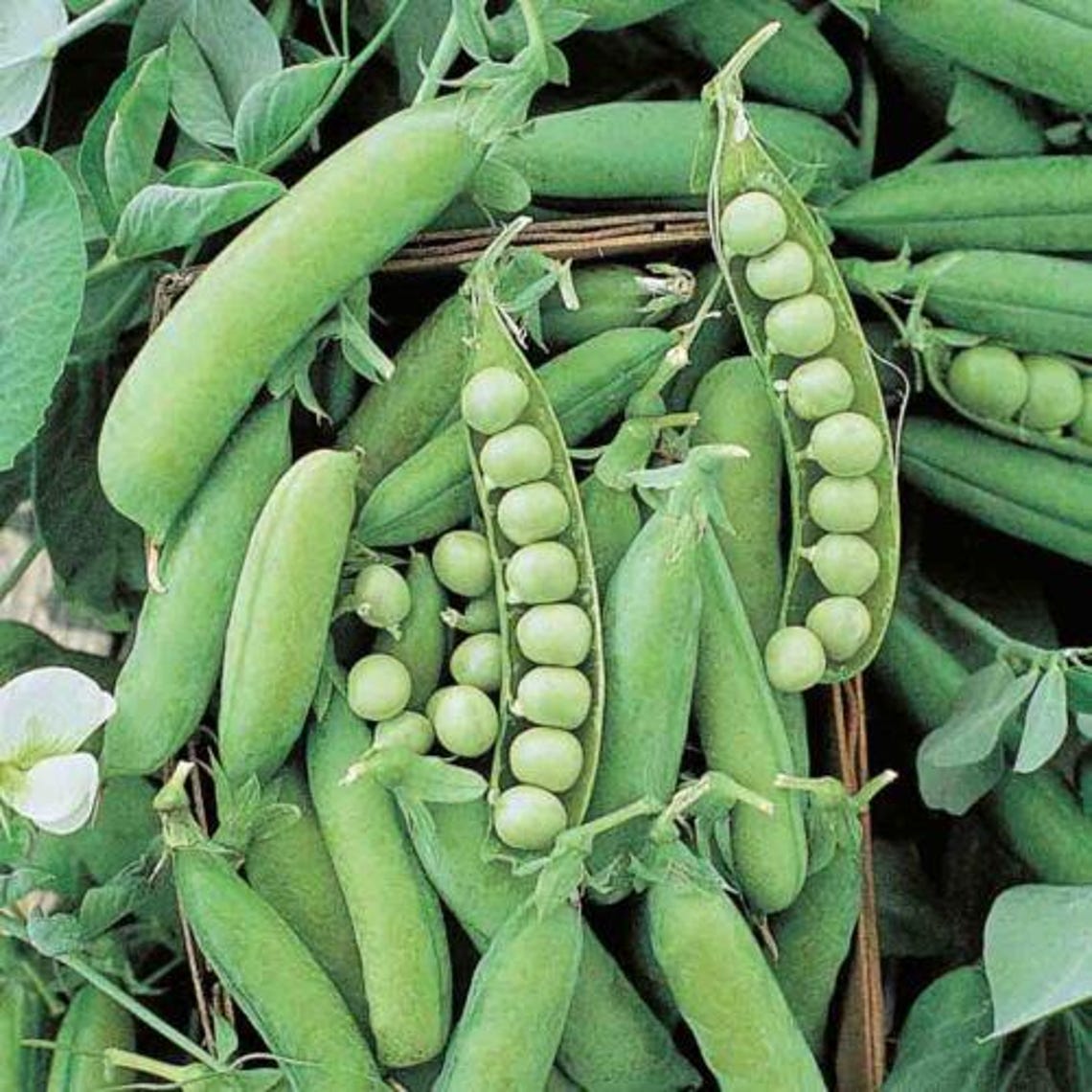 Early Alaska Pea Seeds 25 Ct Pod Vegetable Garden Heirloom NON-GMO USA ...