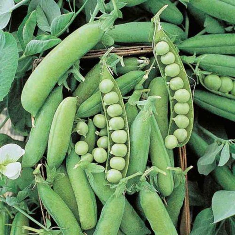 Early Alaska Pea Seeds 25 Ct Pod Vegetable Garden Heirloom NON-GMO USA ...
