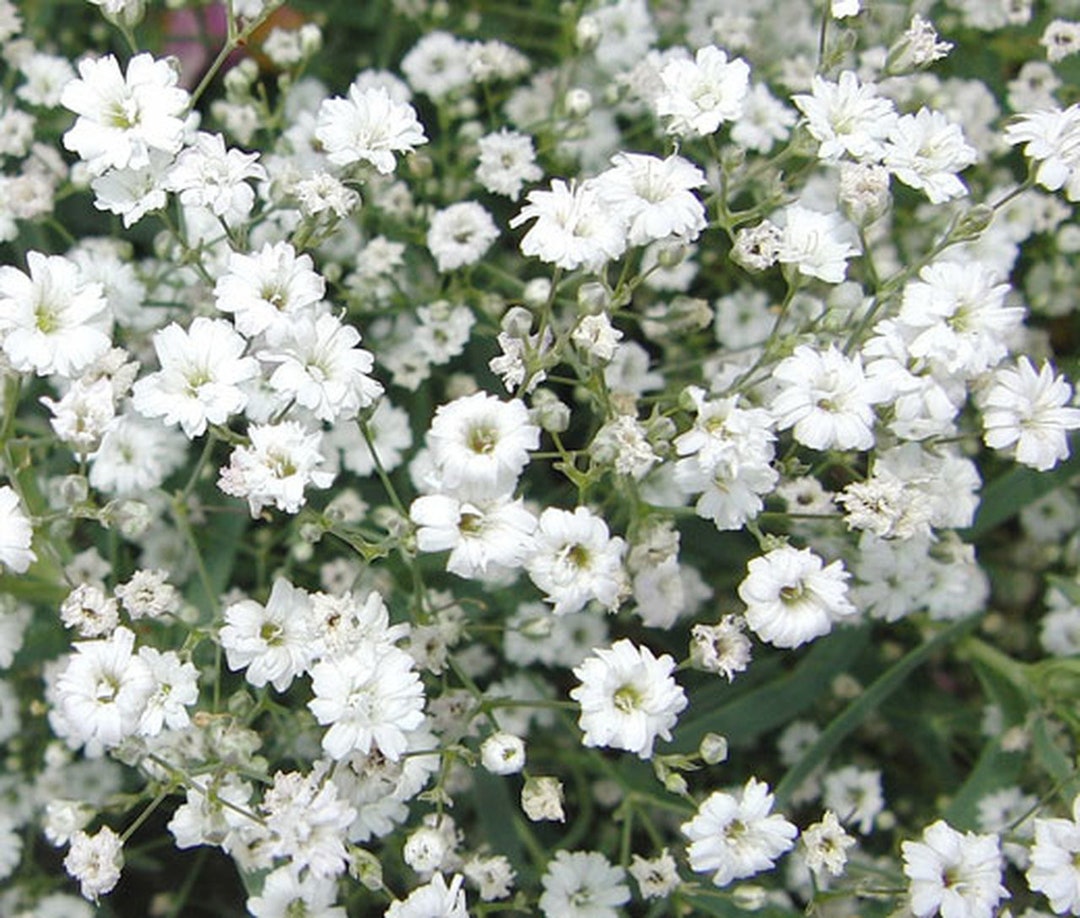 Baby's Breath Gypsophila Seeds 1000+ Flower ANNUAL WHITE FLOWERS - Etsy
