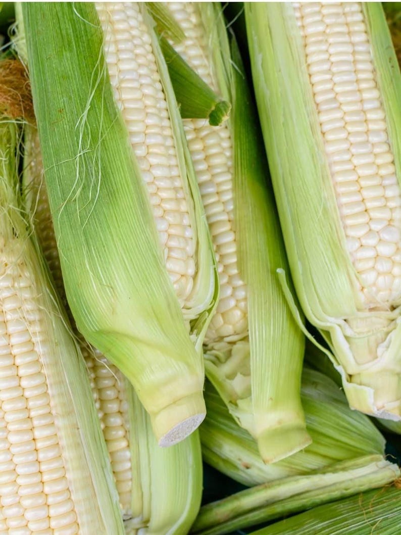 Trucker's Favorite White Corn Seeds 25 Ct Vegetable Garden Heirloom USA ...