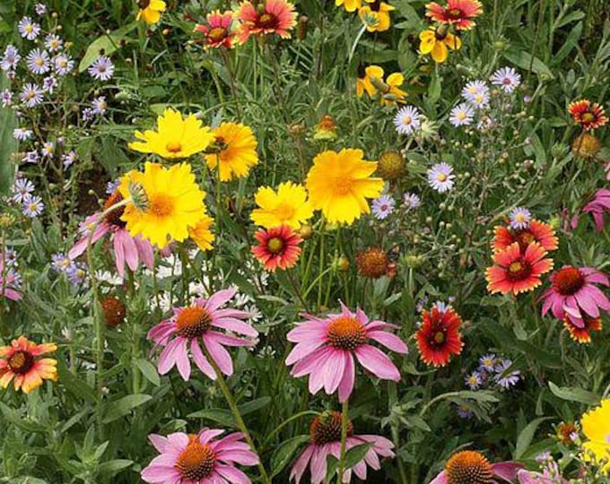 Butterfly and Bee Wildflower Seed Mix 100+ Seeds - Etsy