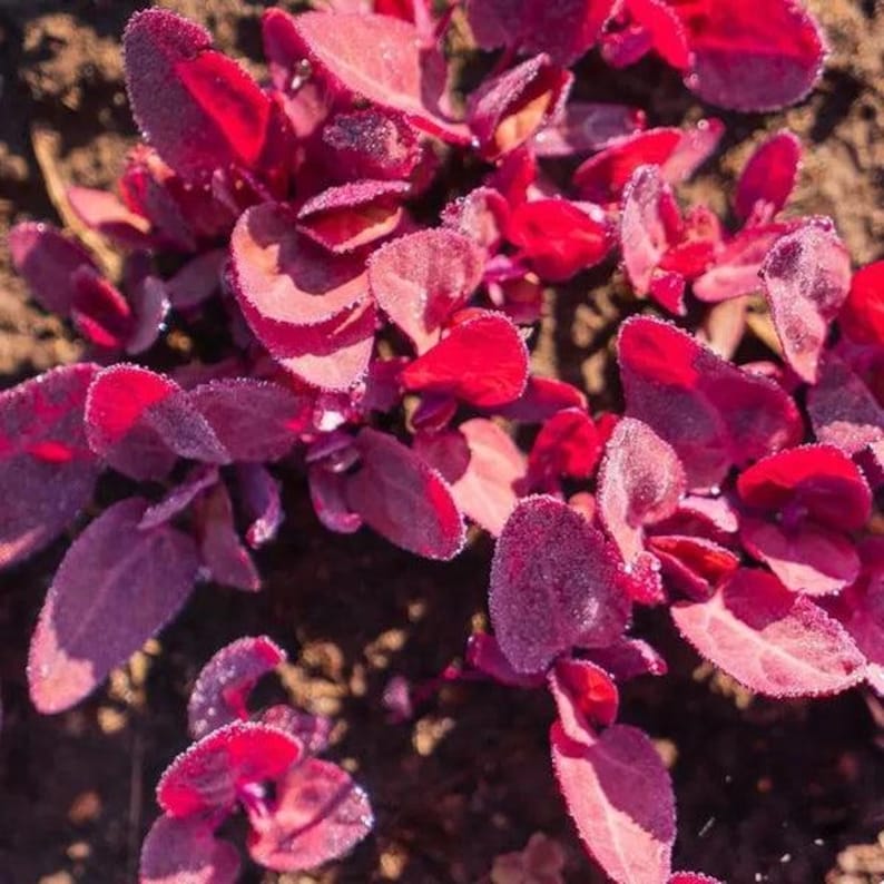 Red Fire Orach Seeds 100+ French Mountain Spinach Vegetable NON-GMO USA ...