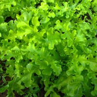 Seeds for Planting, Lactuca Salad Bowl Seeds, Salad Bowl Lettuce,~ Bulk ...