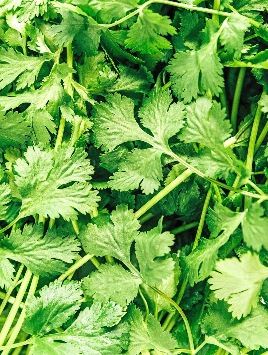 Cilantro Coriander Seeds 100+ Herb Mexican Spice NON-GMO USA - Etsy