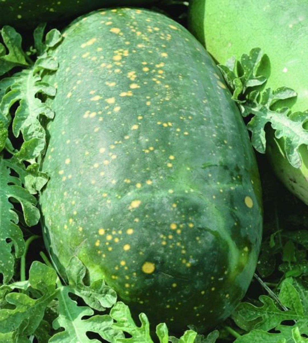 Moon and Stars Red Watermelon Seeds 15 Ct Fruit 15-25 Lbs NON-GMO - Etsy