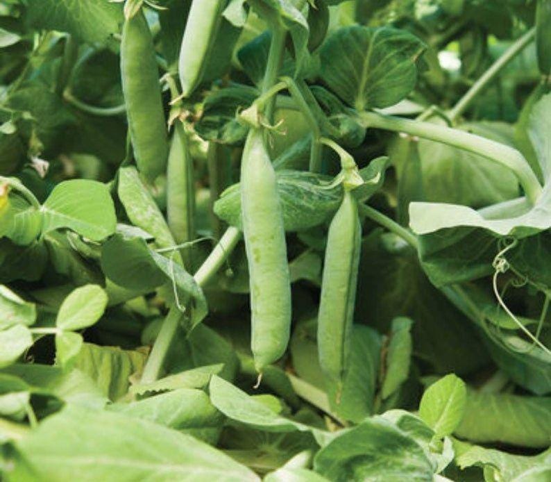 Lincoln Pea Seeds 25 Ct Bush Pea Pod Vegetable Garden NON-GMO HEIRLOOM ...
