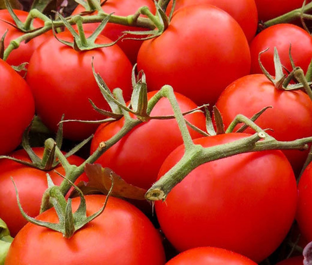 Large Red Cherry Tomato Seeds 100 Ct Vegetable HEIRLOOM NON-GMO - Etsy