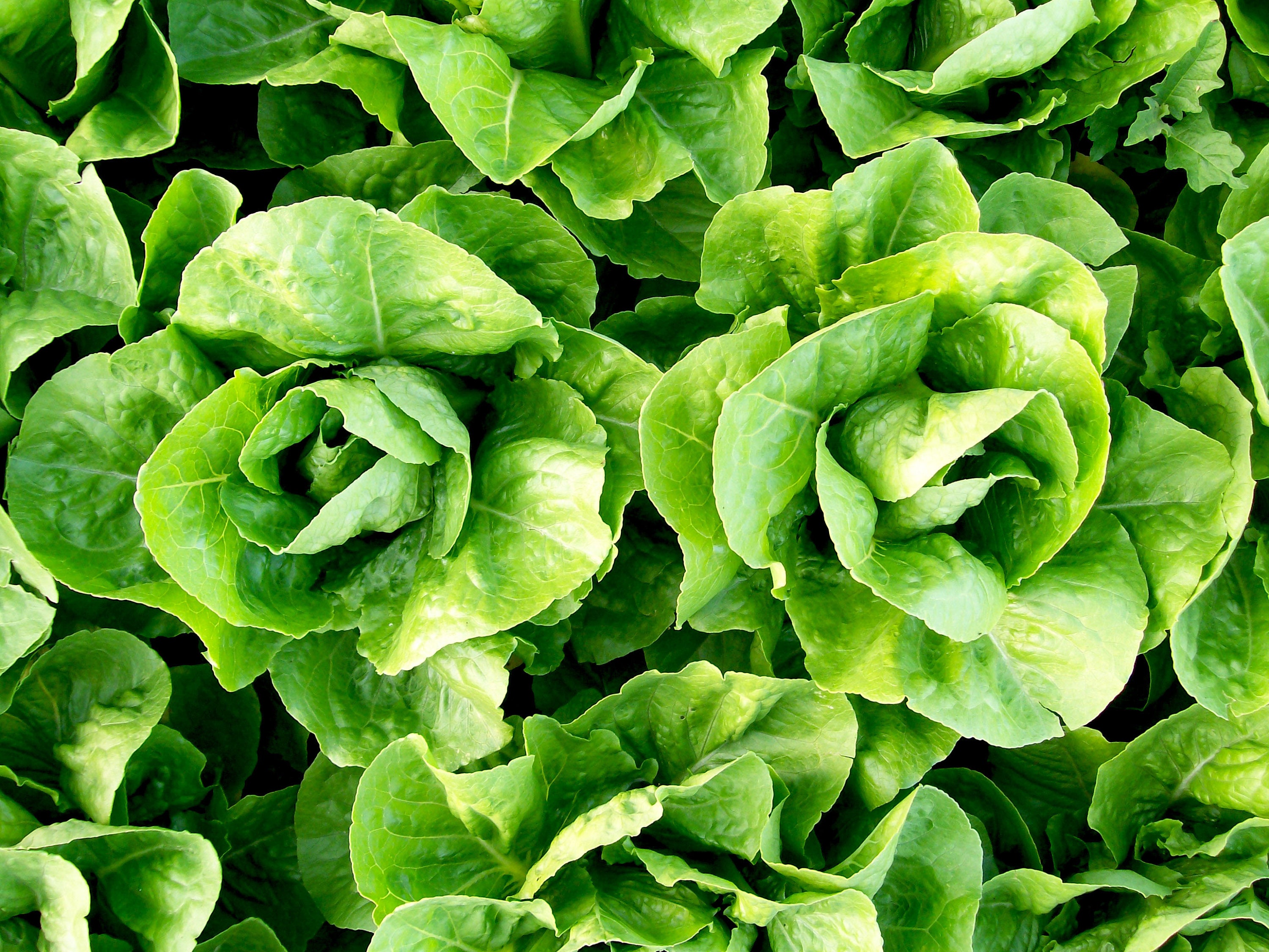 Parris Island Cos Romaine Lettuce Seeds 600+ Vegetable Garden NON-GMO ...