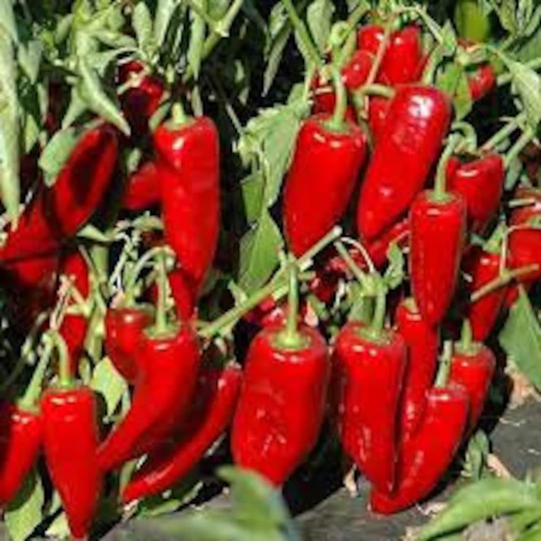 Red Marconi Sweet Pepper Seeds 50+ Vegetable Garden NON-GMO USA - Etsy