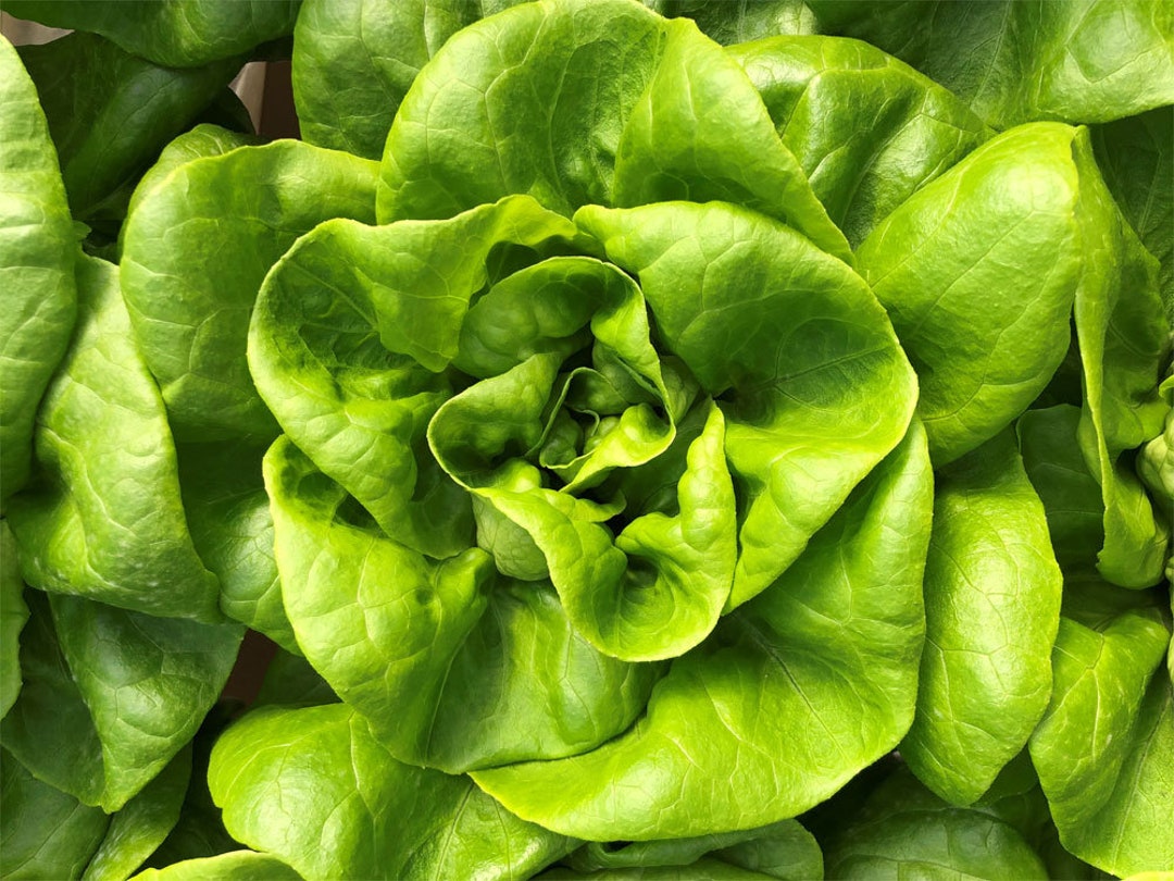 Bibb Lettuce Seeds 600+ Butterhead Vegetable NON-GMO USA - Etsy