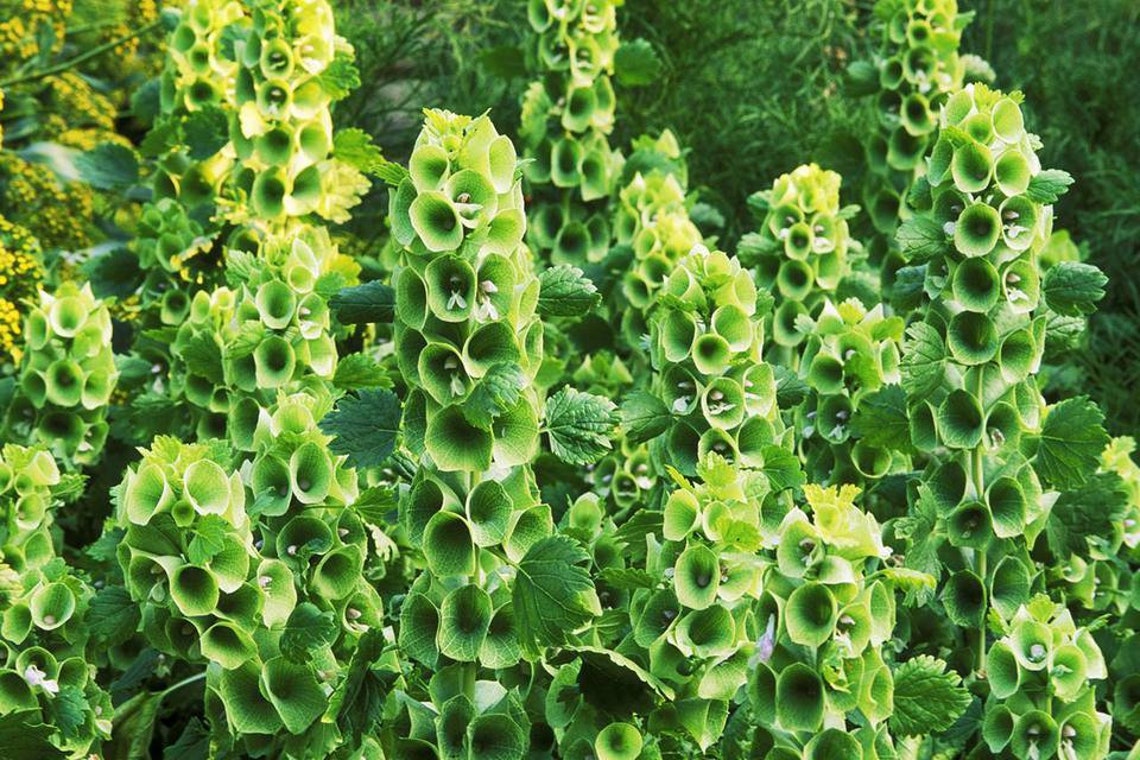 Bells of Ireland Seeds 150+ Green Flower Moluccella Laevis USA - Etsy