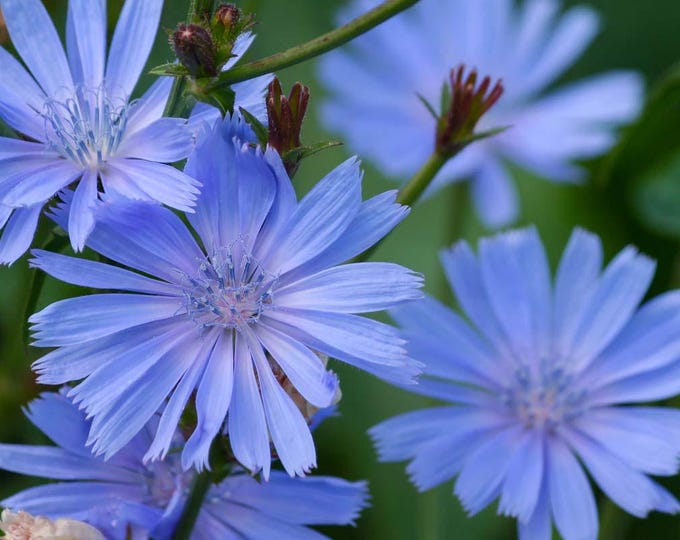 Chicory Plant - Etsy
