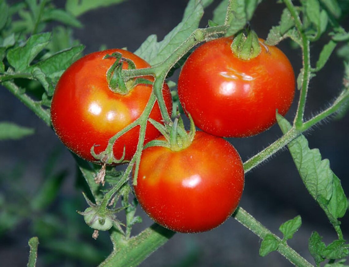 Homestead Tomato Seeds 100 Ct Vegetable Garden Heirloom NON-GMO USA - Etsy