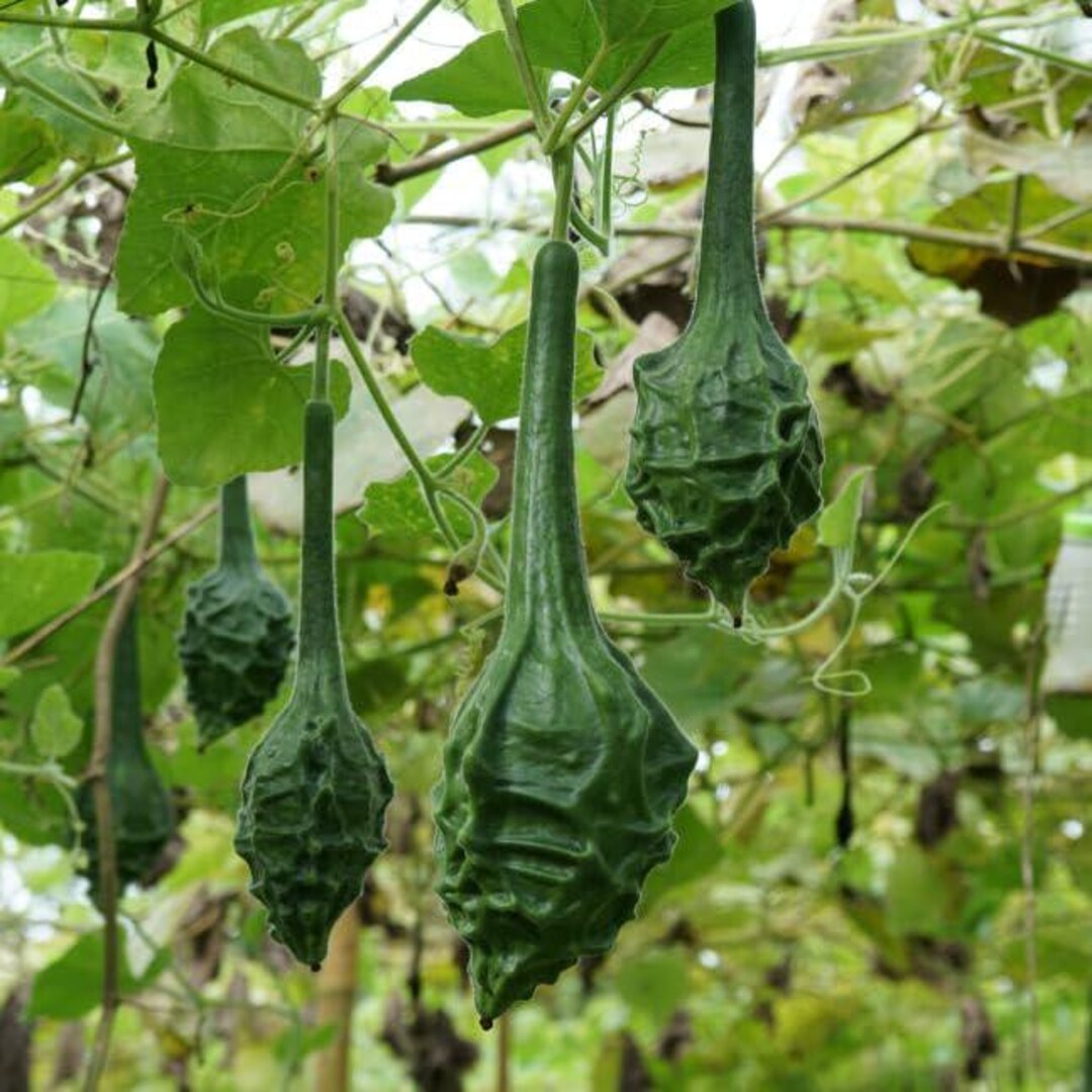 Caveman's Club Gourd Seeds 5 Dinosaur Maranka Squash USA - Etsy