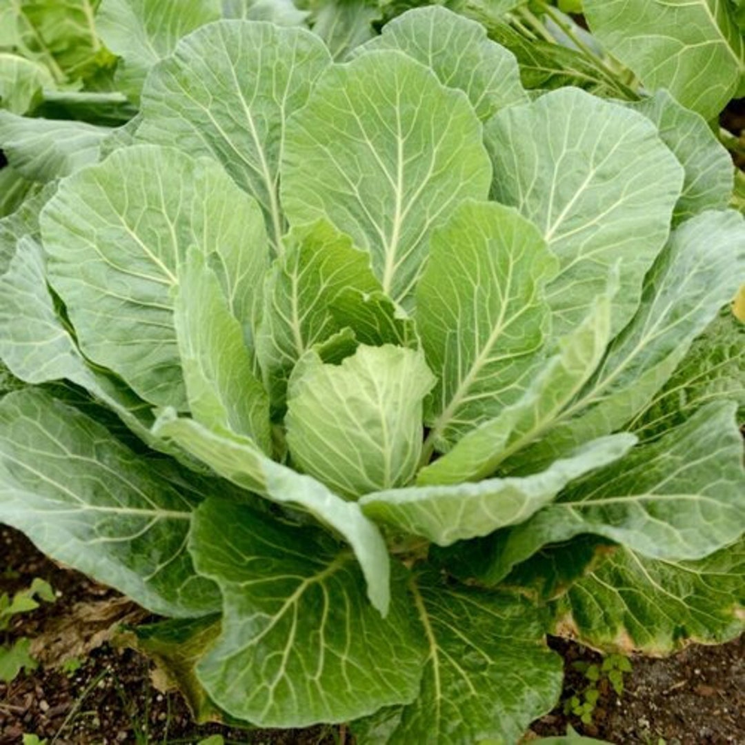 Georgia Southern Collard Greens Seeds 500+ Vegetable Garden NON-GMO - Etsy