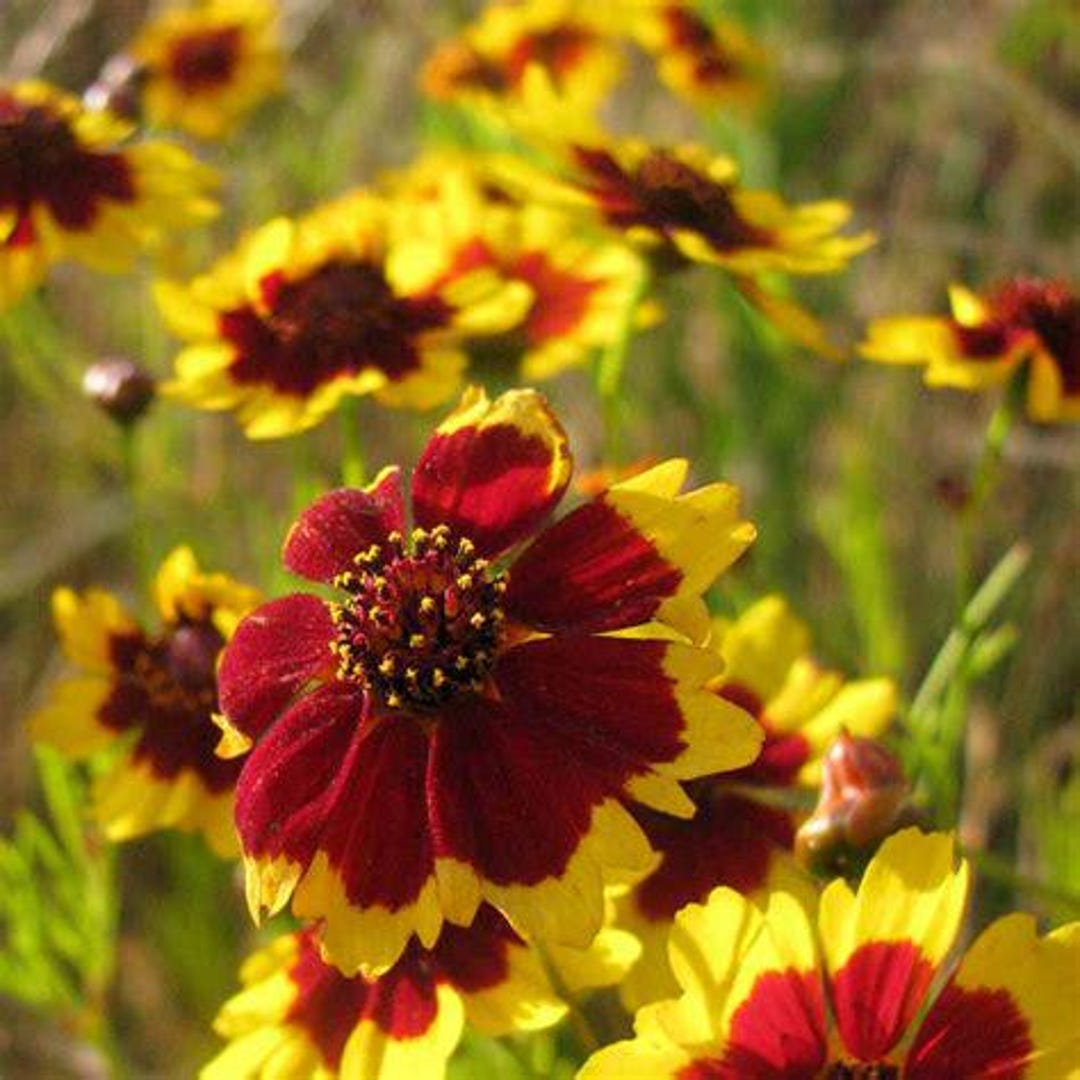 Coreopsis Seeds 300+ Dwarf Plains Flower USA Annual - Etsy