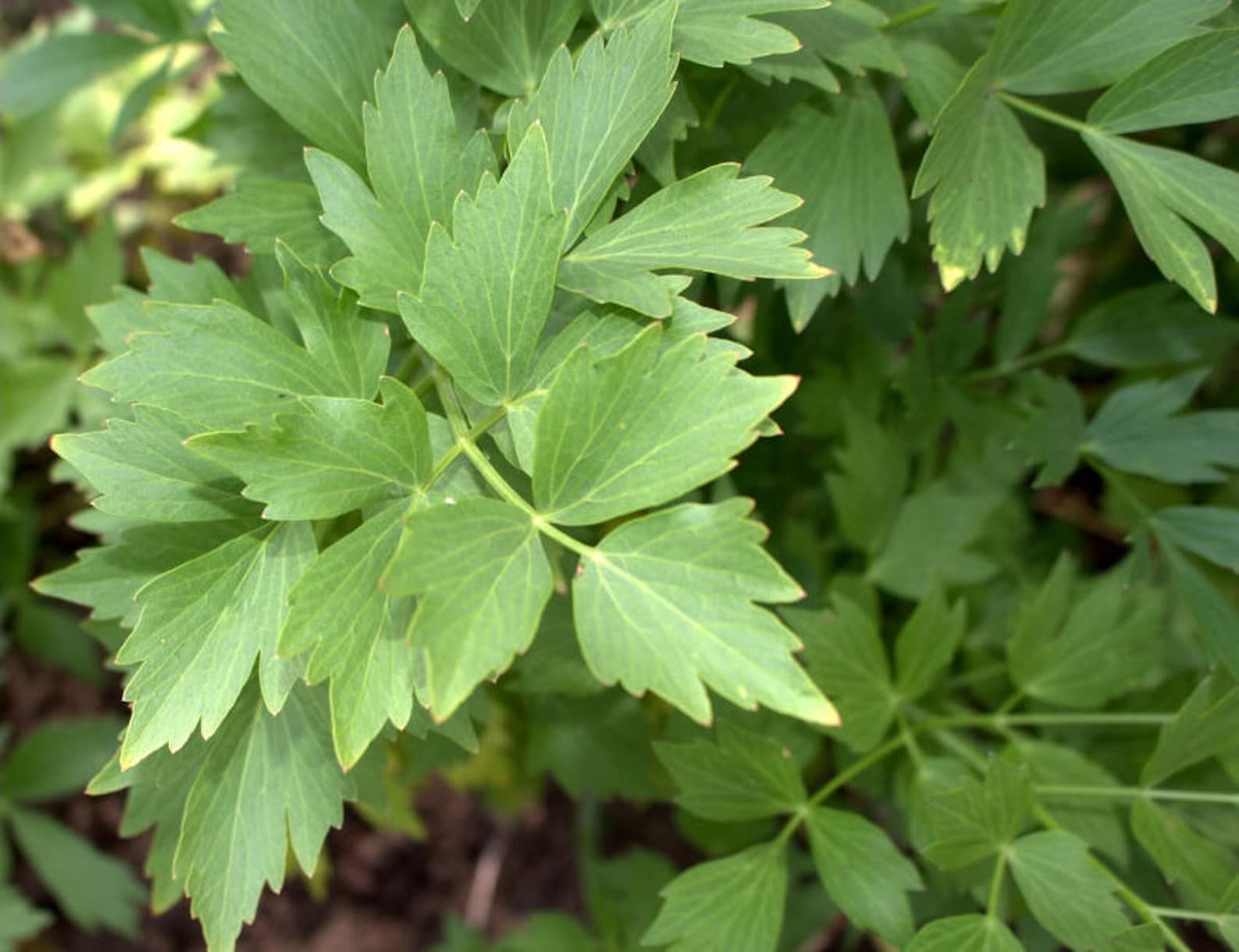 Lovage Seeds 200+ Common Herb Heirloom Perennial NON-GMO USA - Etsy