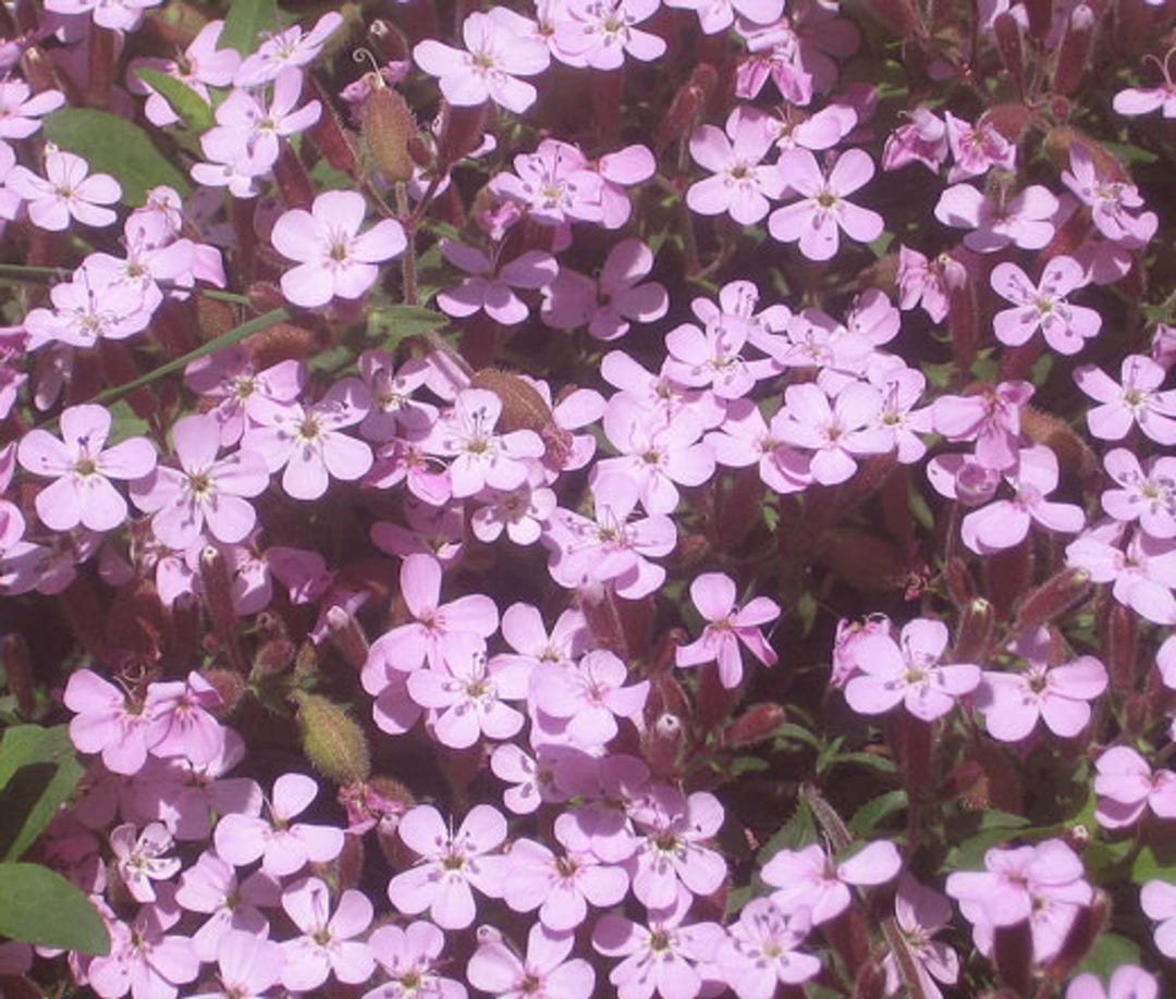 Soapwort Seeds 200+ Saponaria Ocymoides Pink Wildflower USA - Etsy