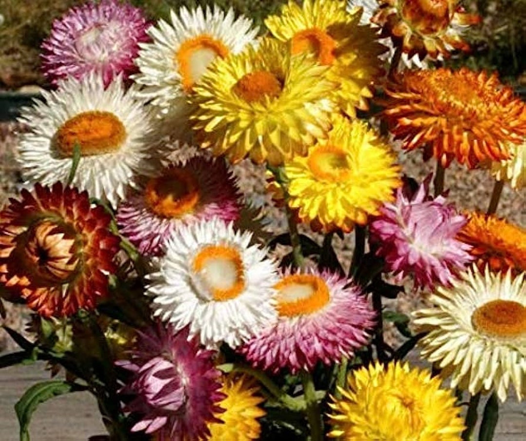 Strawflower Tall Double Mix Seeds 200+ Cut Flower Mixed Colors USA - Etsy