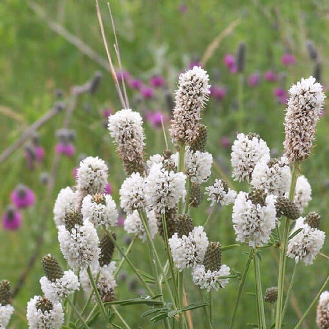 White Prairie Clover Seeds 250+ NATIVE WILDFLOWER Perennial - Etsy