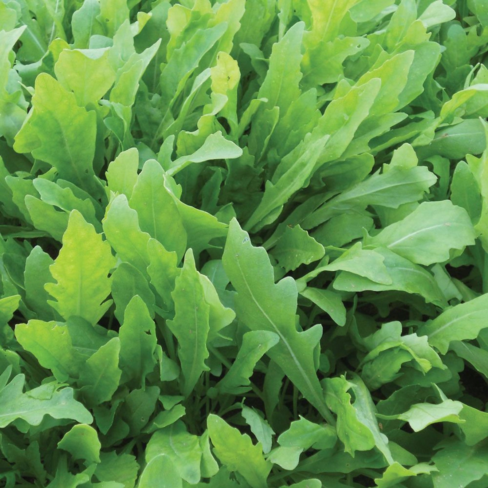 Arugula Roquette Rocket Seeds 500+ Herb Garden NON-GMO USA - Etsy