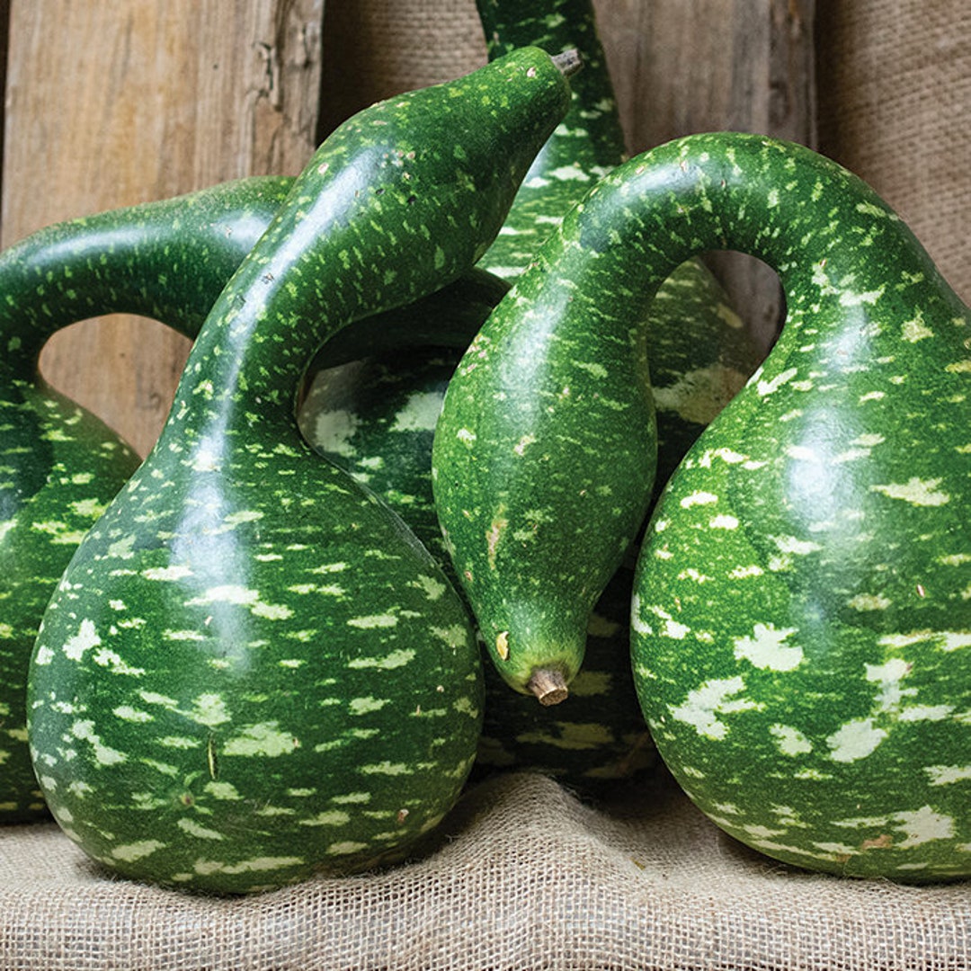 Speckled Swan Gourd Seeds 5 Ct Bottle Goose NON-GMO Vegetable USA - Etsy