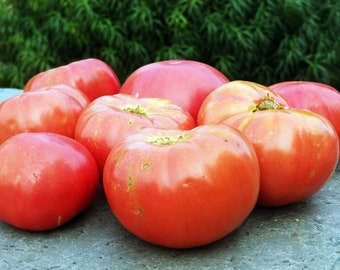 Sweetie Tomato 200 Fresh Seeds Vegetable Heirloom Non-gmo - Etsy