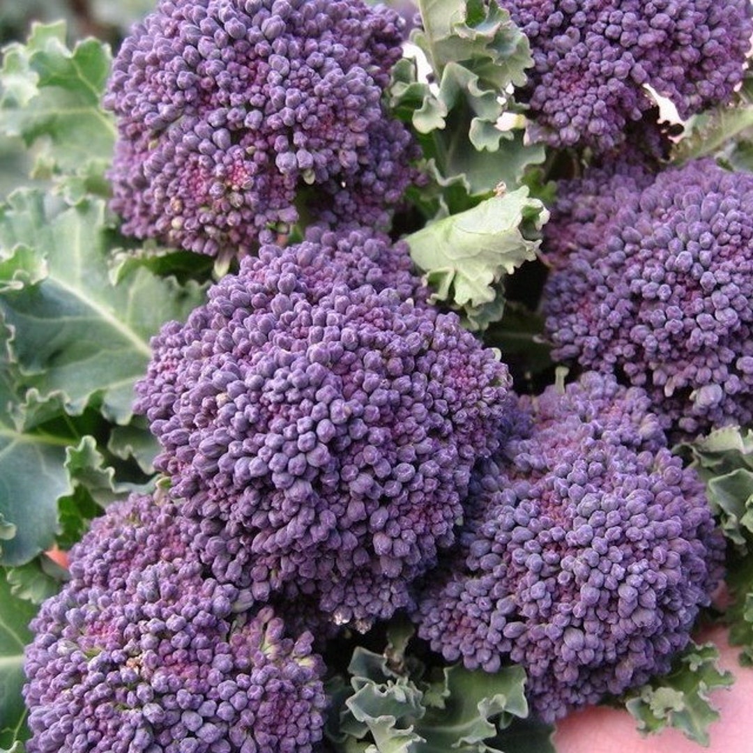 Broccoli Early Purple Sprouting Seeds 500+ Vegetable Garden Heirloom ...