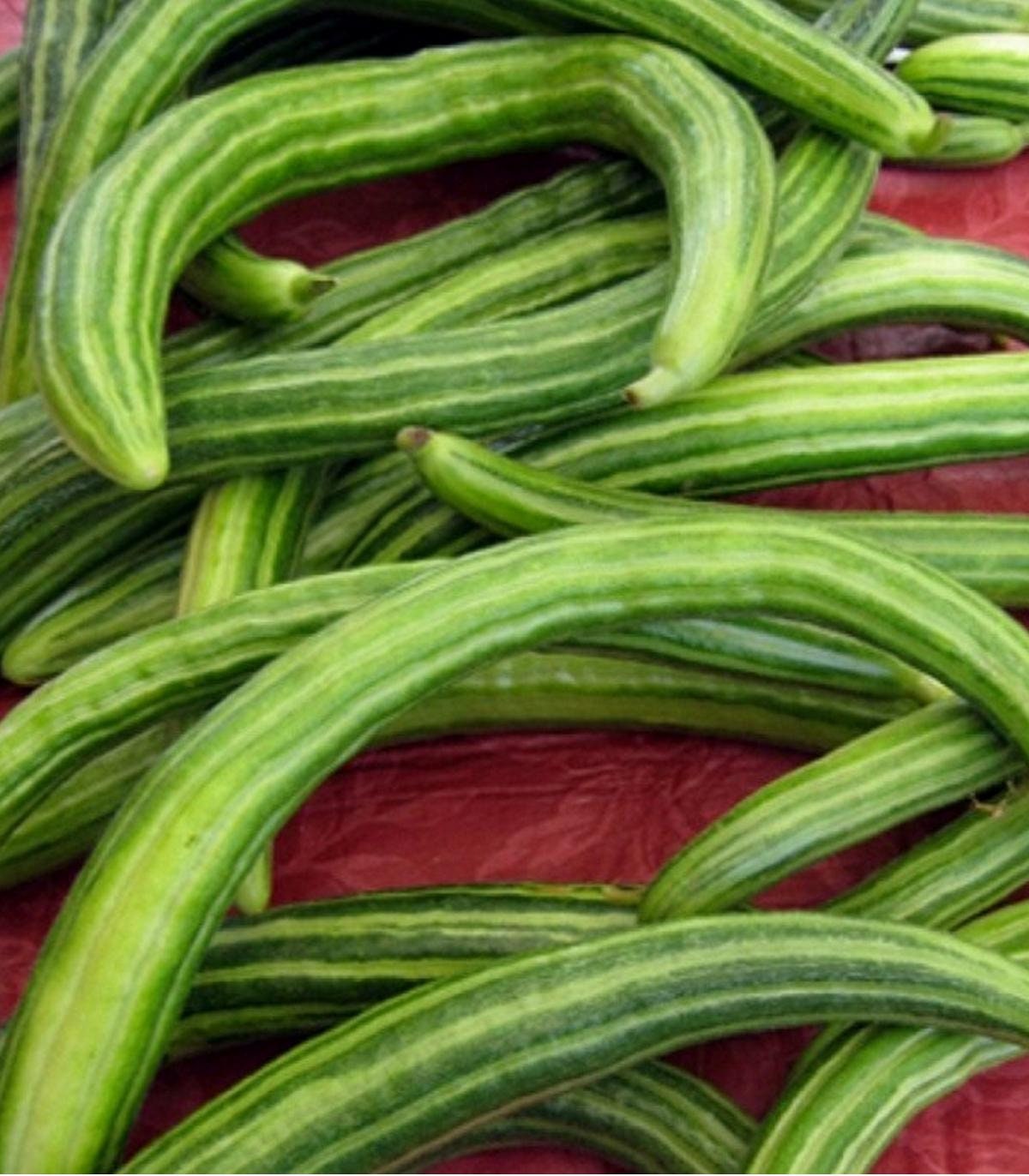 Dark Armenian Cucumber Seeds 50+ Long Snake Serpent Vegetable USA - Etsy