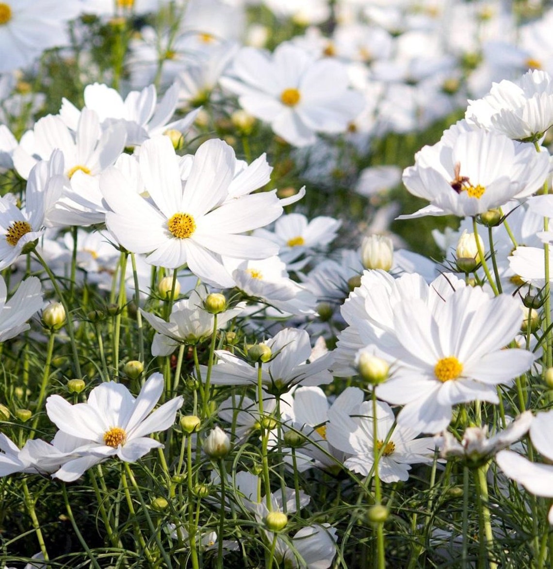 Cosmos Purity Seeds 100 Ct White Flower USA BUTTERFLIES - Etsy