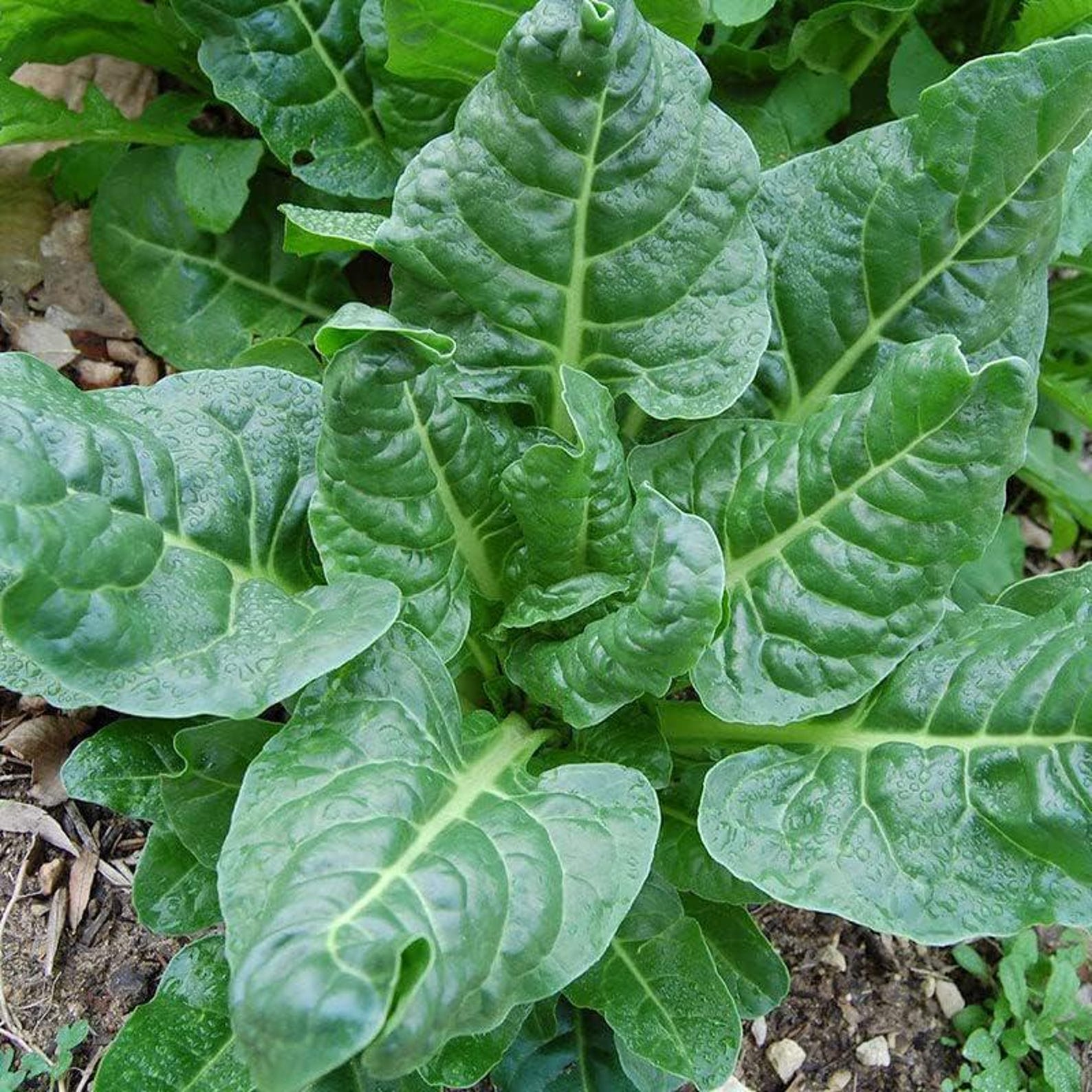 Perpetual Spinach Swiss Chard 50 Beta Vulgaris Cicla NON-GMO USA - Etsy